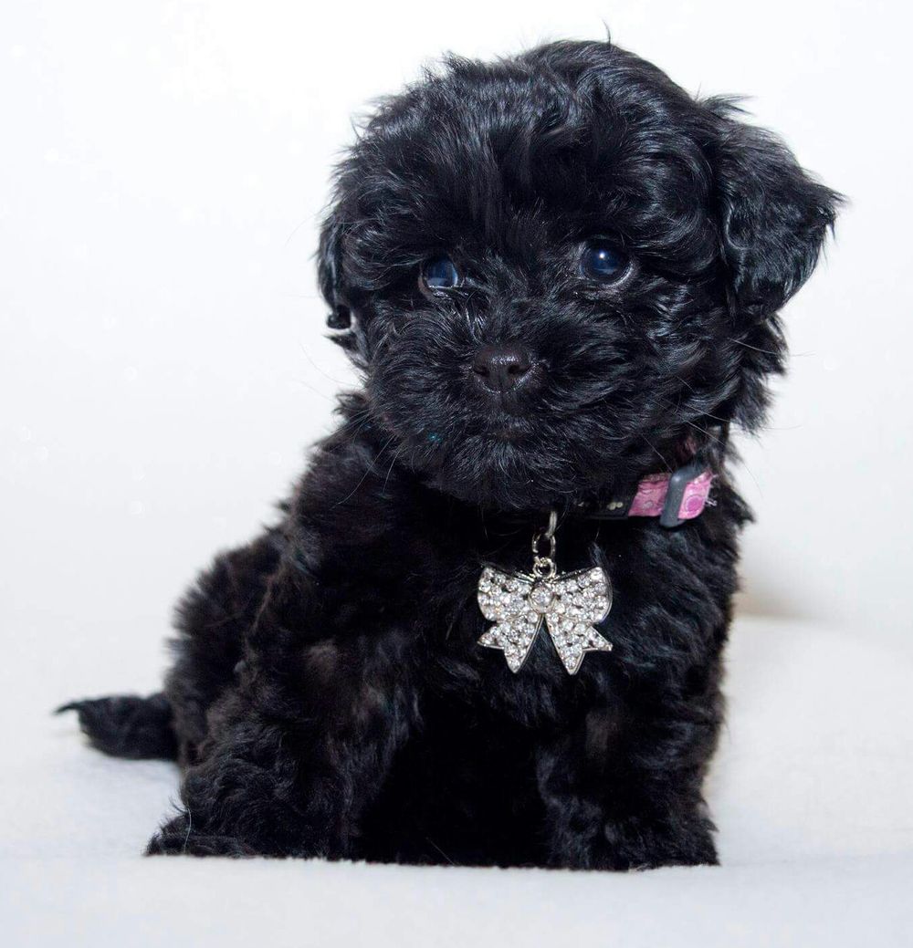 Black Cockapoo: A Perfect Companion with a Distinctive Charm