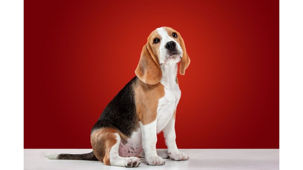 Beagles Temperament and Personality: A Comprehensive Guide