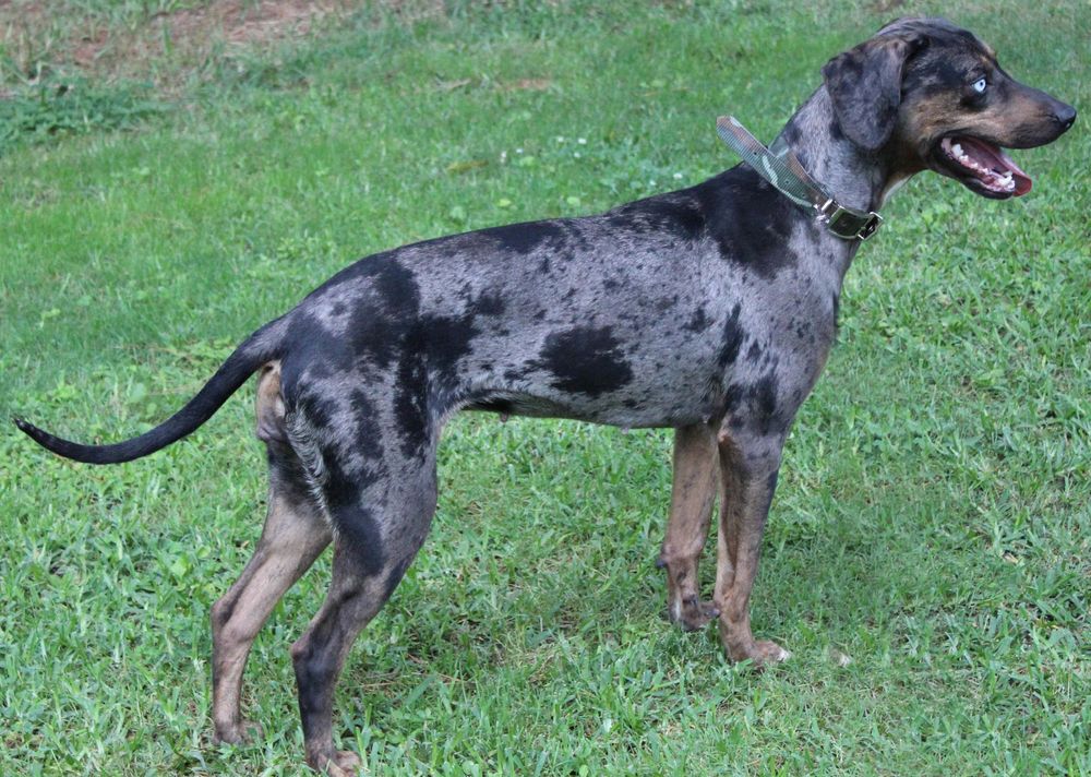 Catahoula Leopard Dog Price: FactorsThat Consider Cost