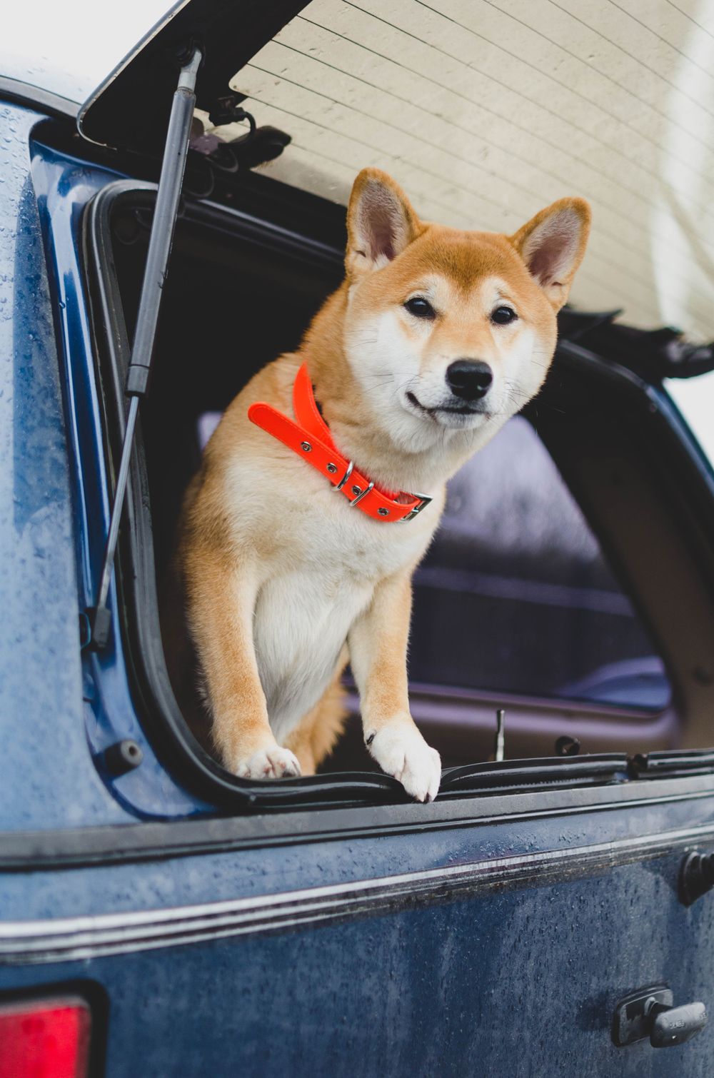 Mini Shiba Inu Dogs | Small & Spirited Pets
