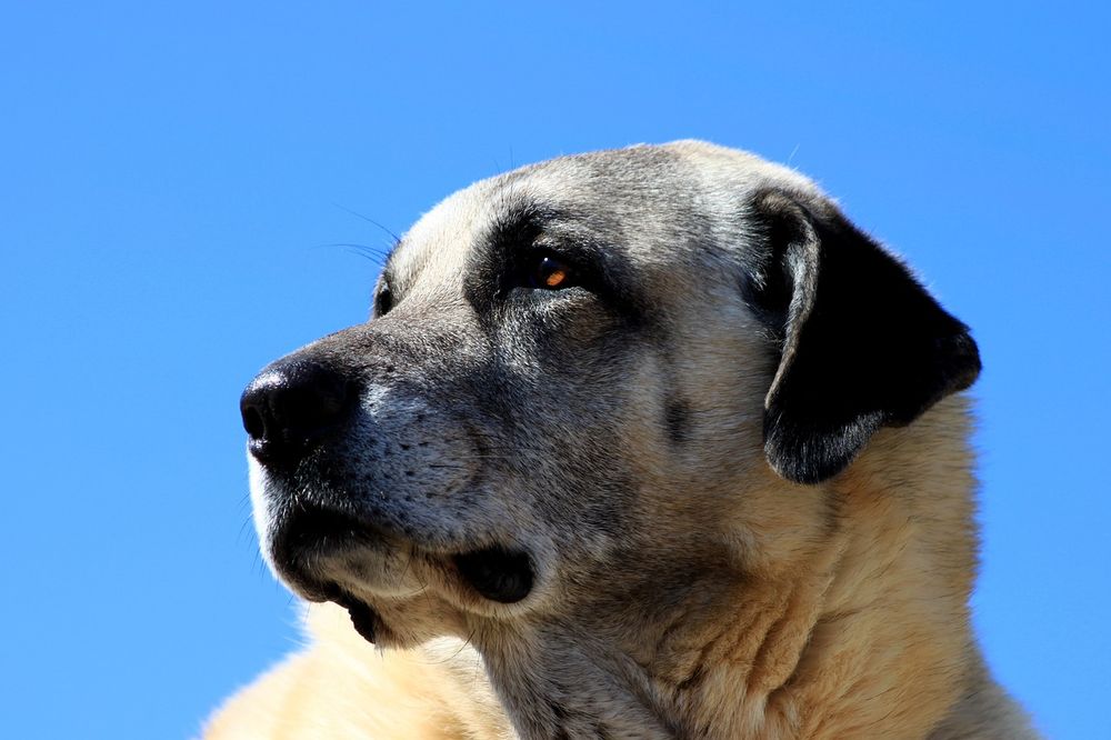Discover the Kangal: Turkey's Majestic Guardian Breed