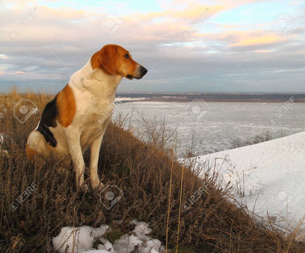 What to Do when You Find Lost Dog without Collar: Essentials