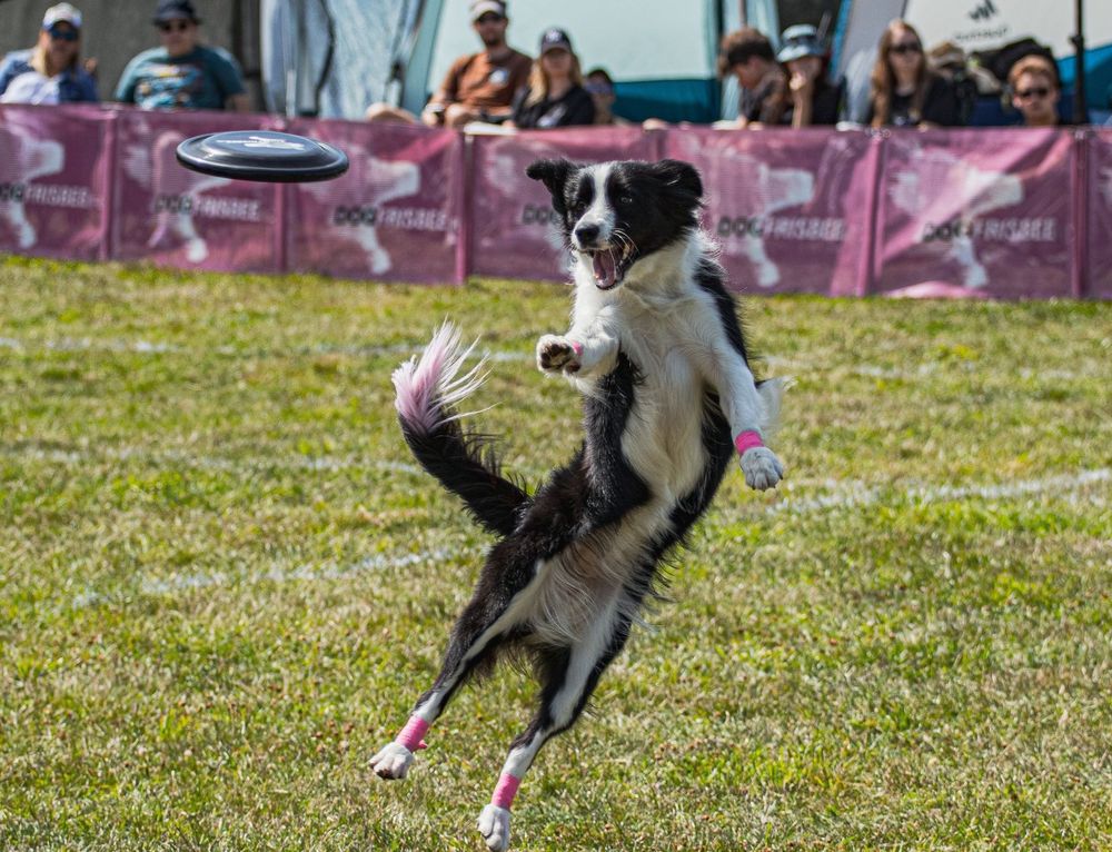 Learn How To Barn Hunt With Your Dog: Rules, Breeds and More