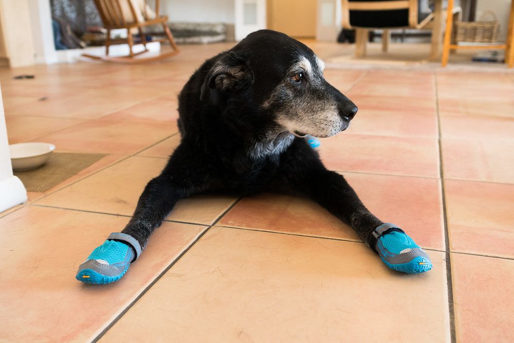 How to Protect Dog Paws in Winter: Essential Tips
