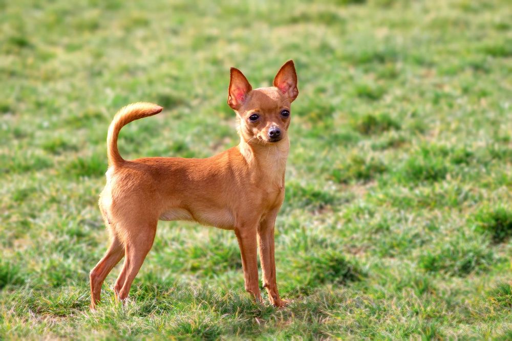 Prague Ratter: The Petite Pup with a Big Personality!