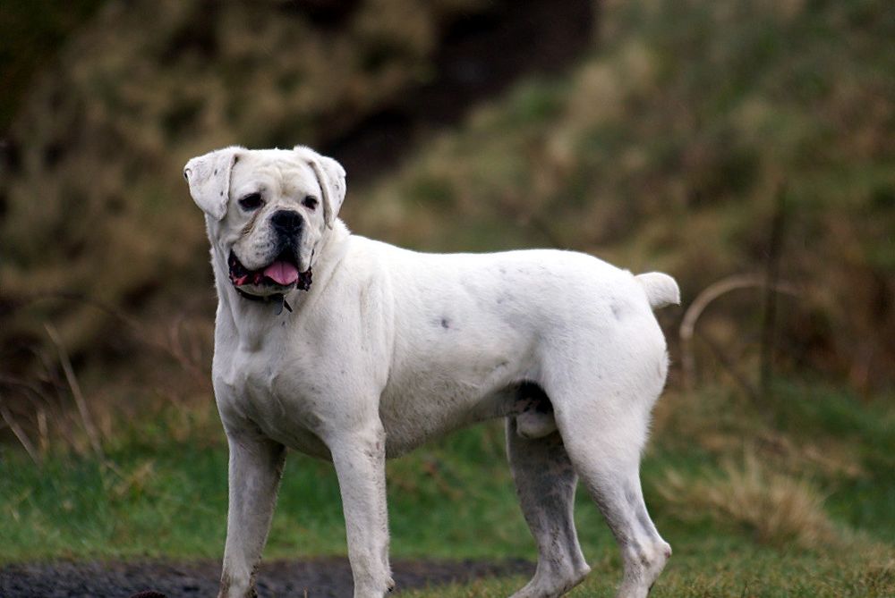 Understanding Albino Dogs: Unique Traits and Care