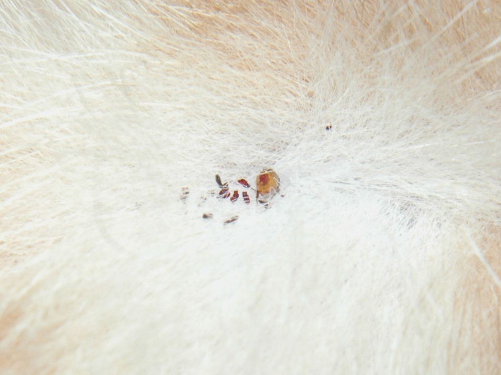 How Flea Collars Work for Dogs: Mechanisms & Benefits