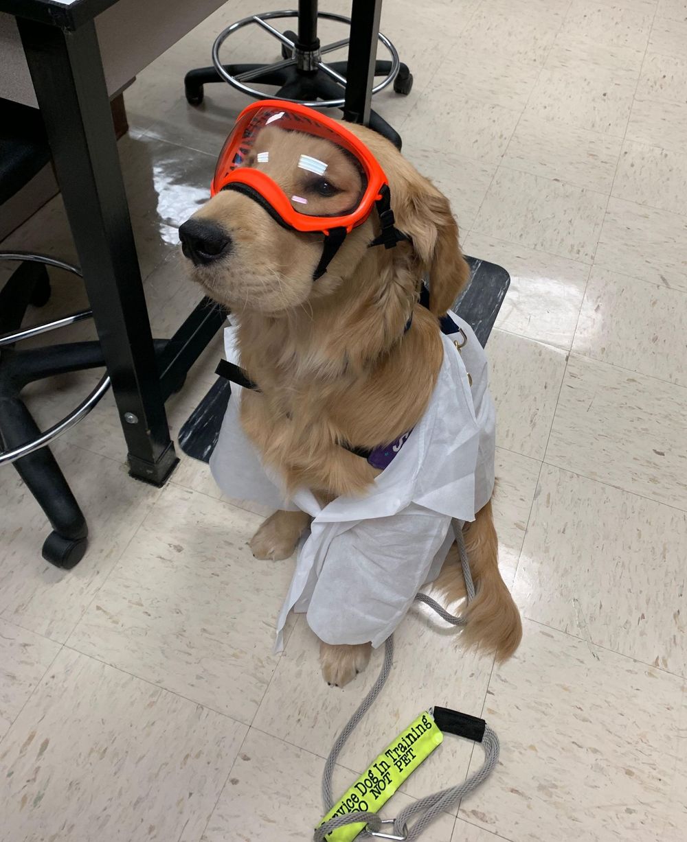 How to Desensitize Your Dog to PPE:Ensuring Comfort & Safety