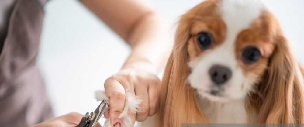 How Do You Shave a Dog: A Complete Guide