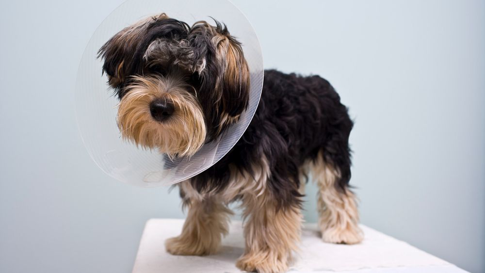 Signs After Spaying Dog - What to Watch for