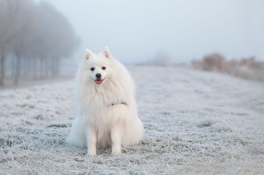 Dog Breeds that Thrive in Cold Weather: Champions of Chill