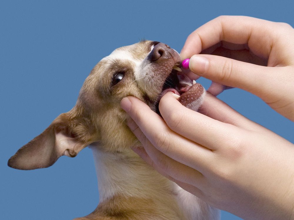 How to Give a Dog a Pill: A Stress-Free Guide