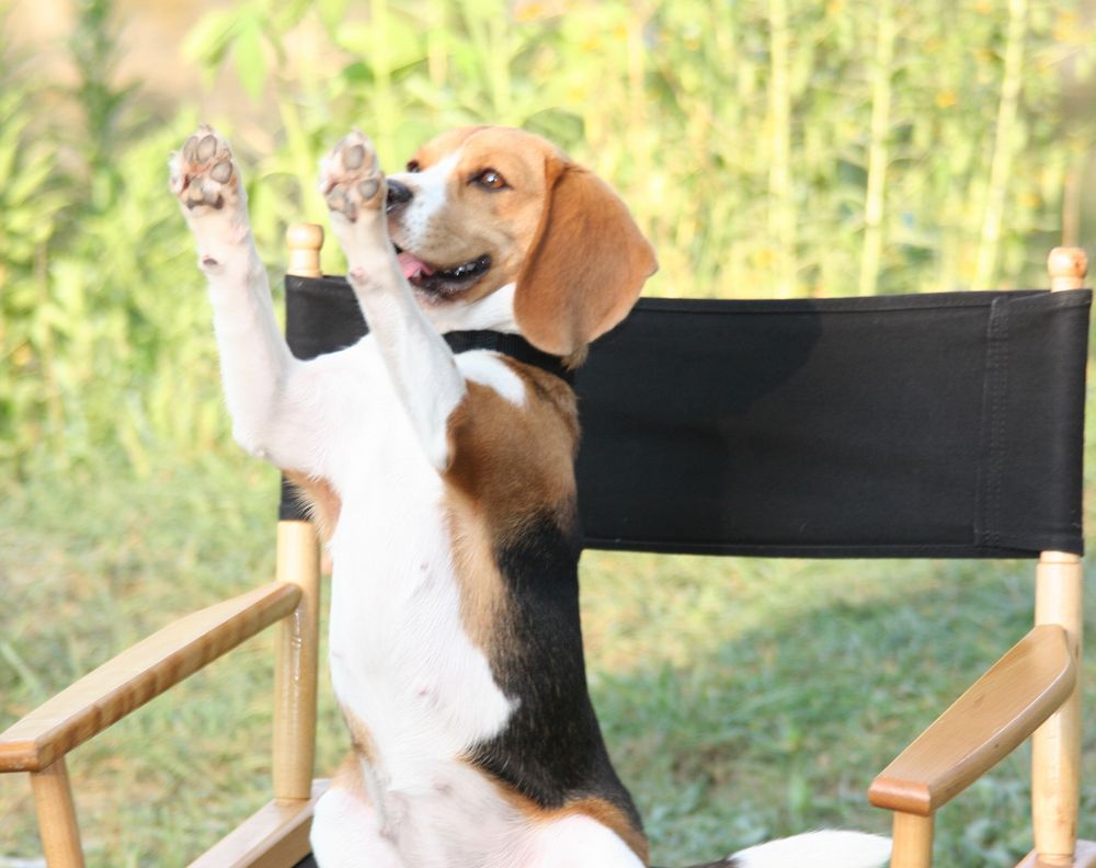 Beagle Exercise | Finding the Right Amount