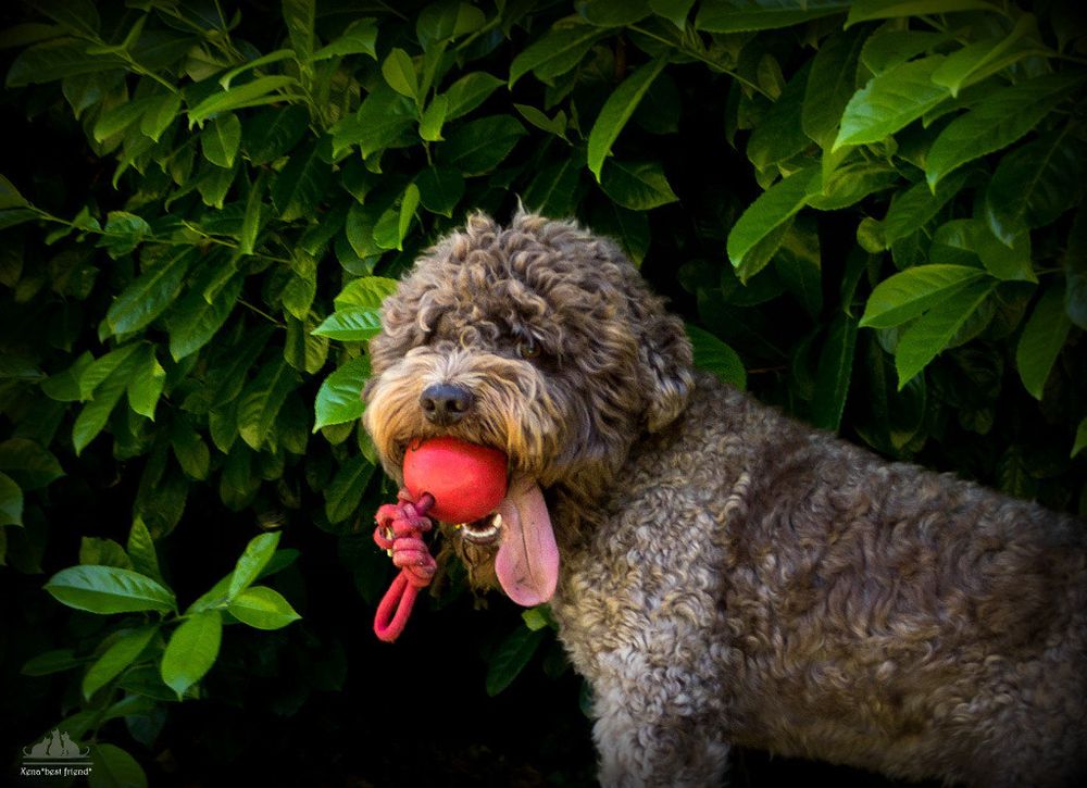 Can Labradoodles Hunt: Hunting Abilities & Training