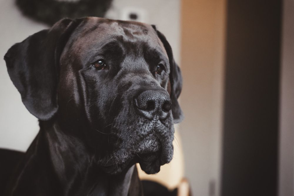 Great Dane Lifespan: How Long Do Great Danes Live?