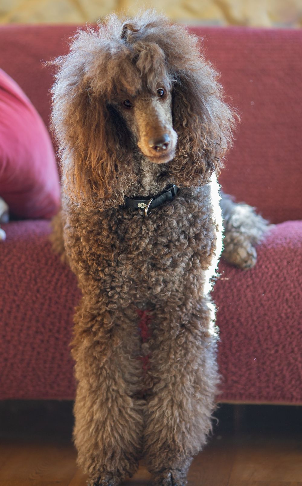 Effortless Poodle Grooming | Top 5 Low-Maintenance Styles
