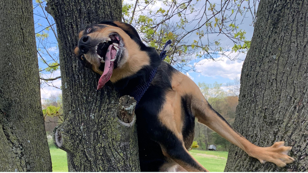 Can Treeing Walker Coonhounds Climb Trees? Uncovering Talents