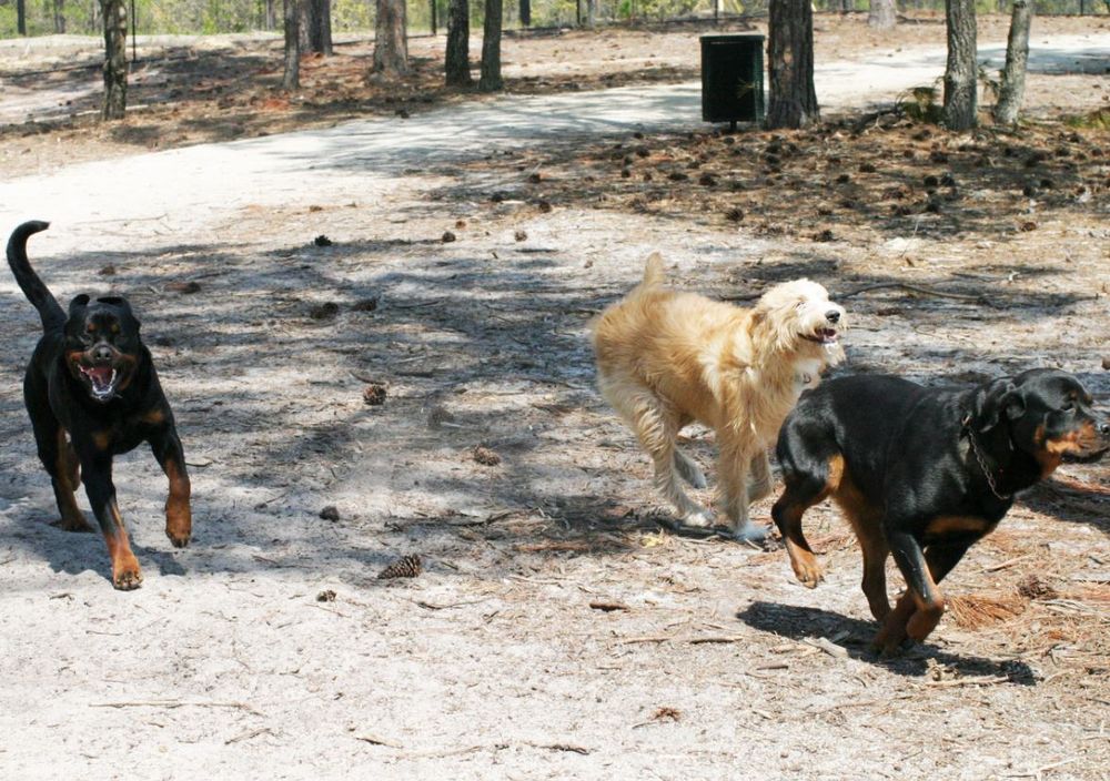 Iowa's Off-Leash Adventures: The Best Dog Parks in the Hawkeye State