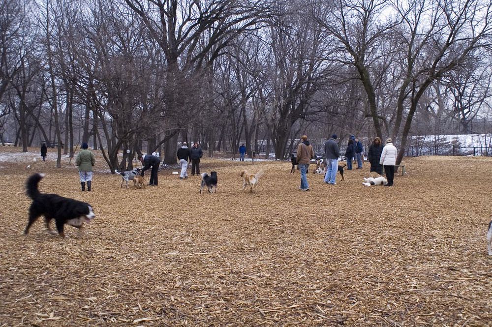 Minnesota's Lakebound Dog Parks: Where Twin City Tails Wag