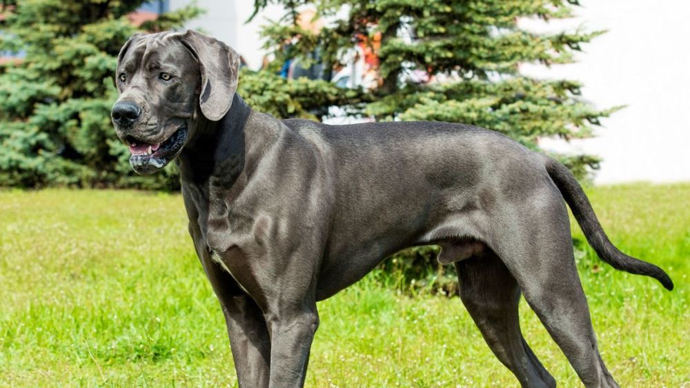 Great Danes as Family Pets: Gentle Giants for Your Home