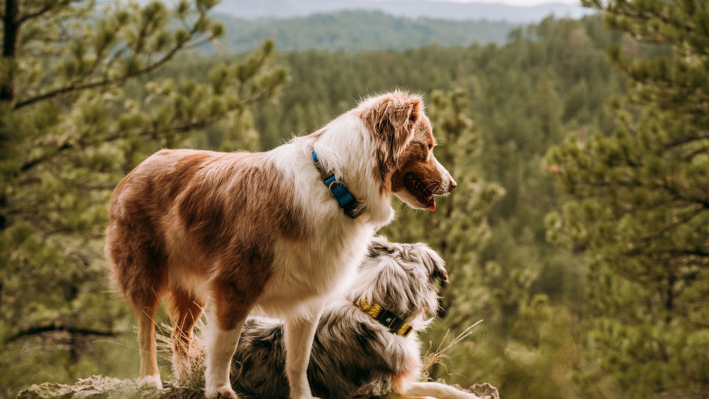 Dog Proximity Collar: Ensuring Your Pet's Safety