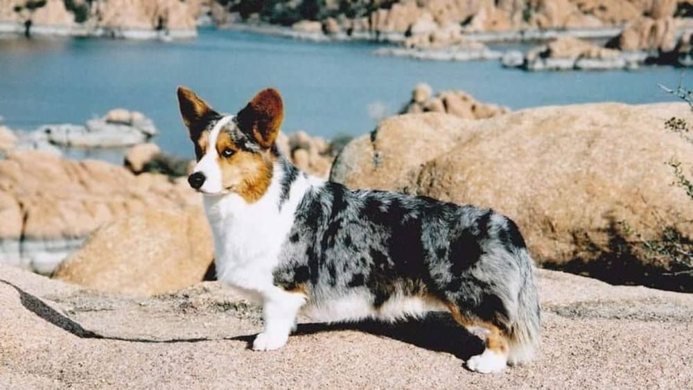 Merle Coats in Pembroke Welsh Corgis: A Comprehensive Guide