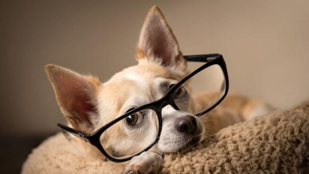 Understanding Your Canine Companion's Behavior