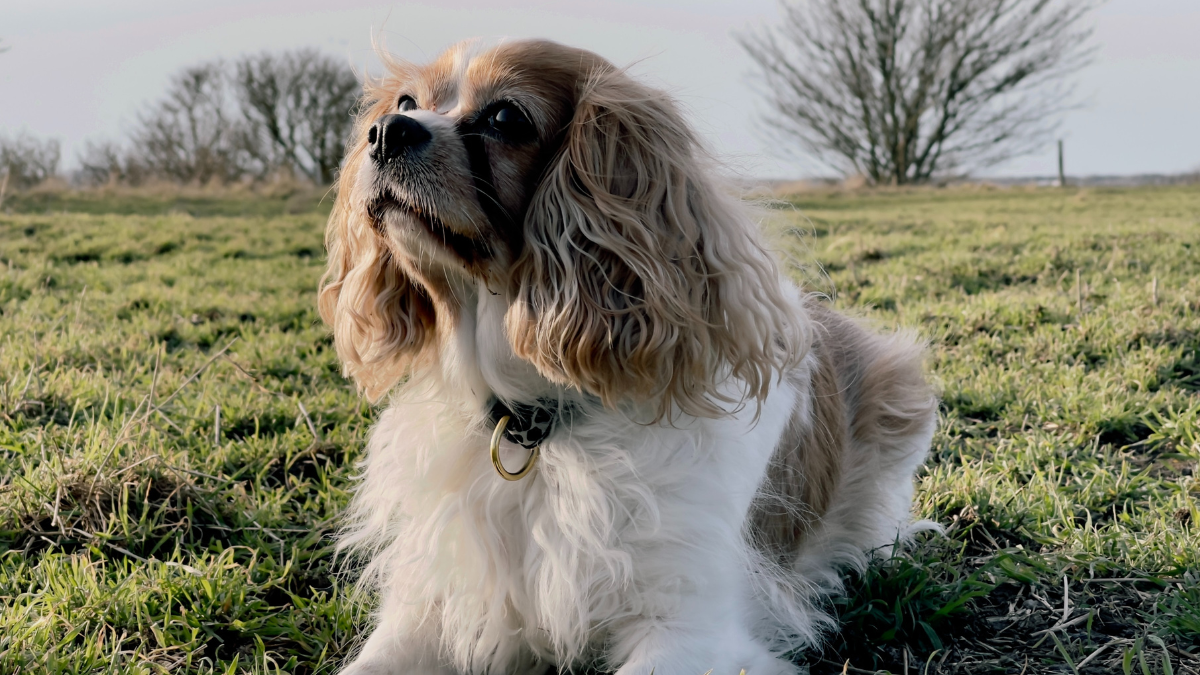 Cavalier King Charles Spaniels: Hunting Dogs? Dog Insights