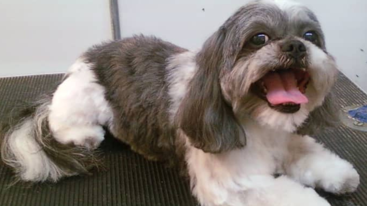 What is the Teddy Bear Cut For Your Shih Tzu?