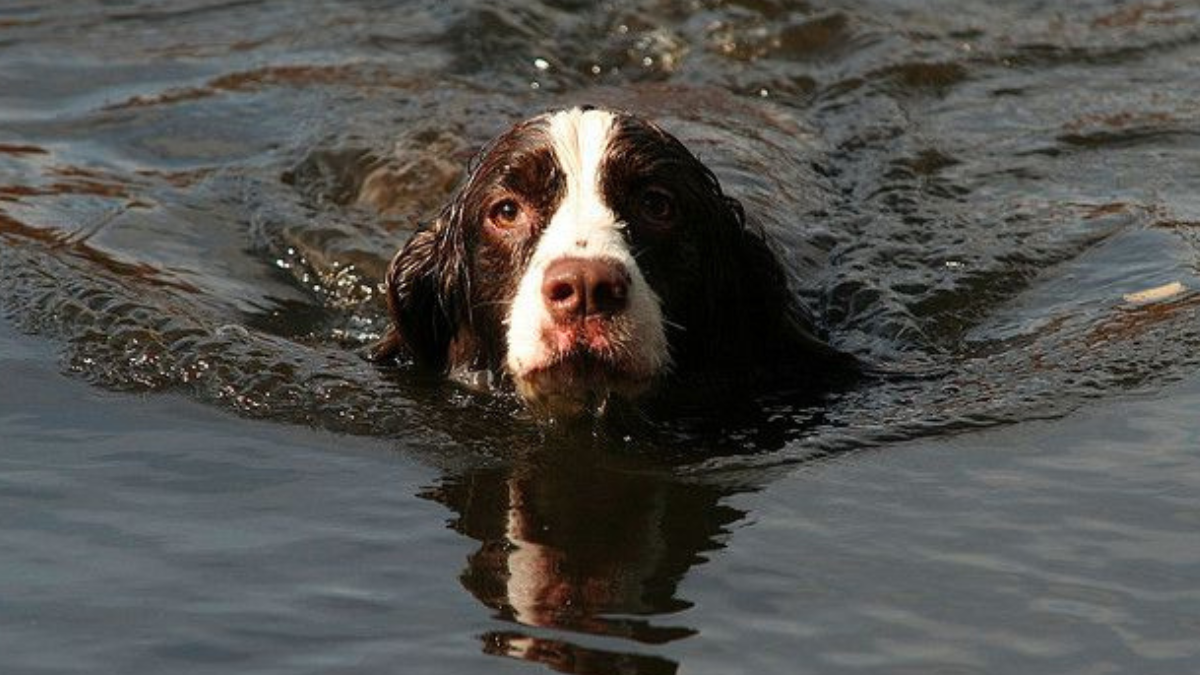 Do English Springer Spaniels Like Water? Discover the Truth