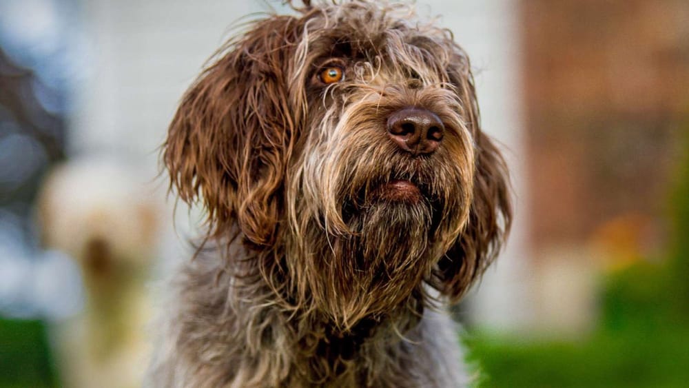 Understanding Shedding in Wirehaired Pointing Griffons