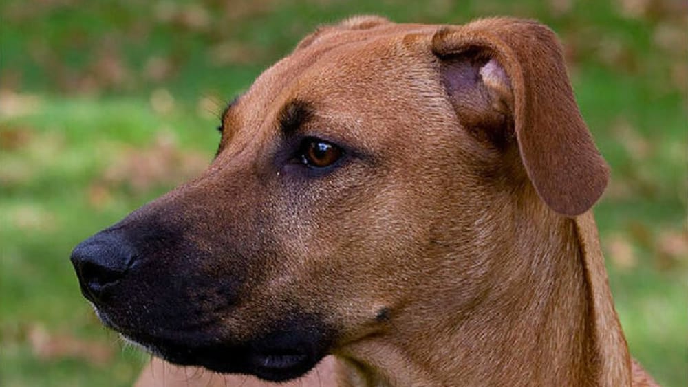 Black Mouth Cur Temperament: Debunking Myths