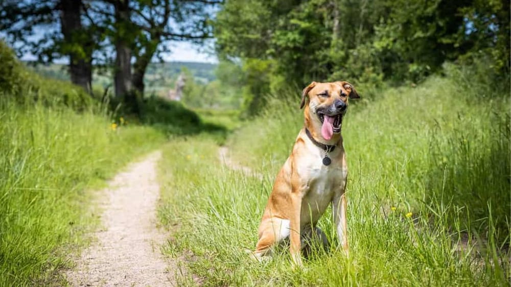 Black Mouth Cur Barking Habits: Training, and Tips