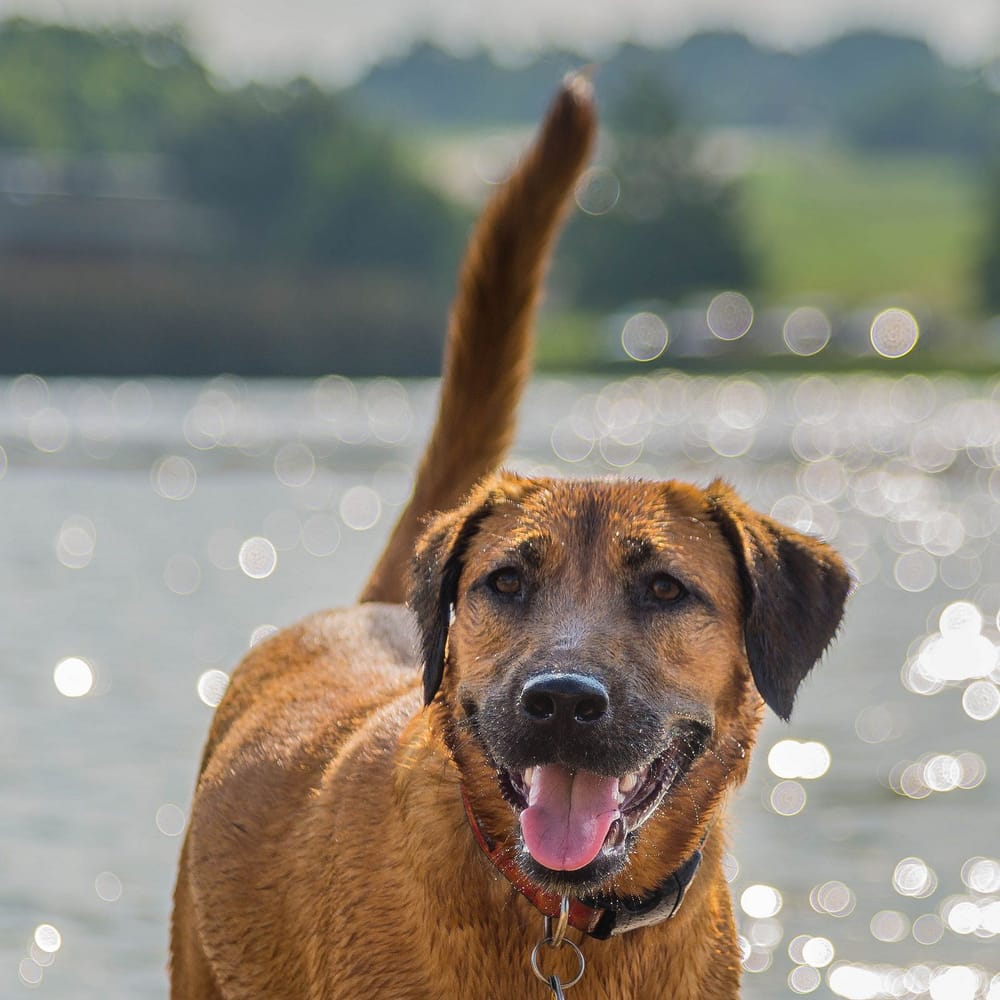 Unlocking the Potential: Training Tips for Black Mouth Curs