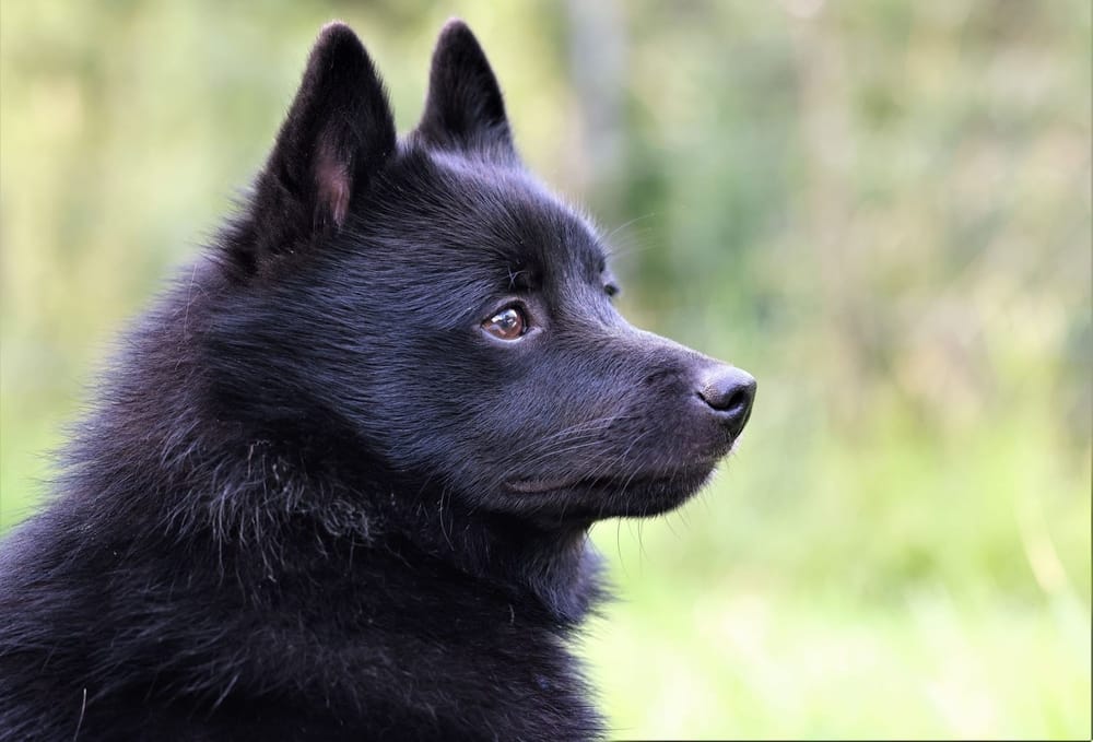 Smartest Small Dog Breeds: Miniature Marvels of Intelligence