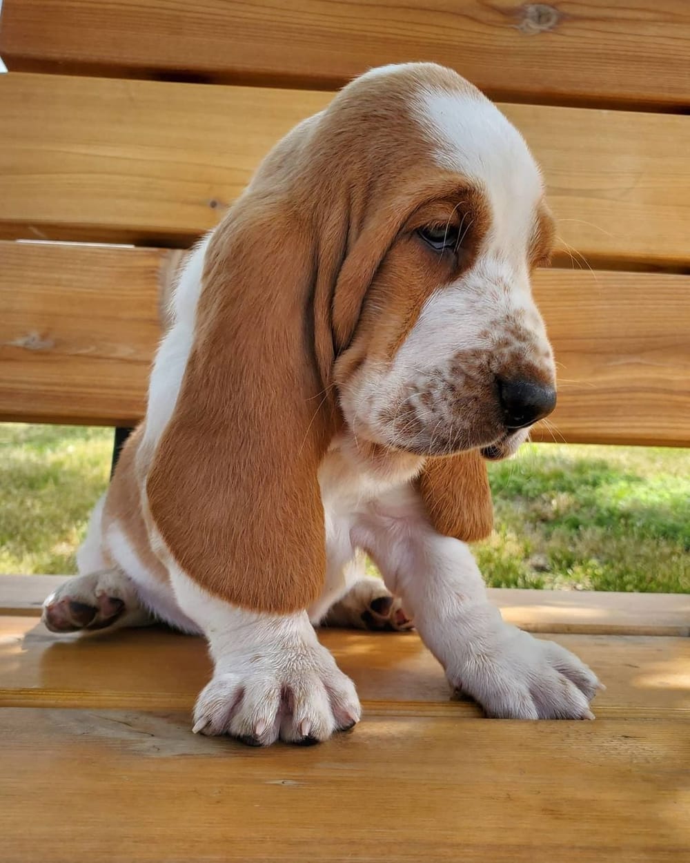 Mini Basset Hound: Everything You Need to Know