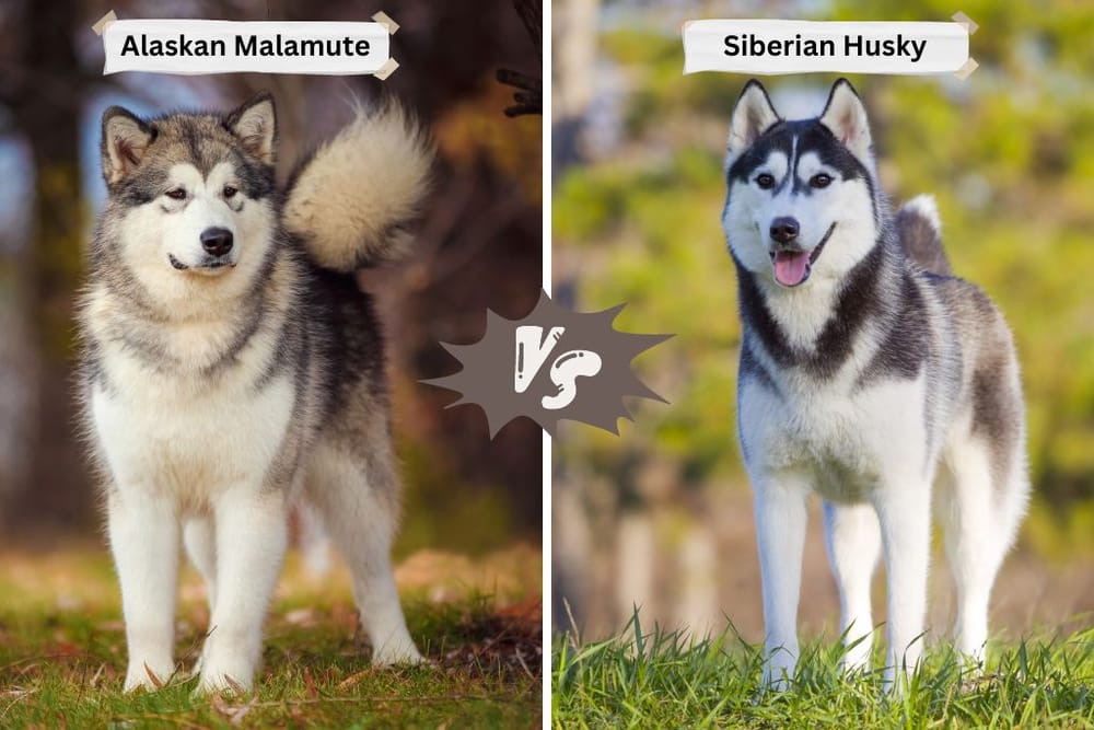 Alaskan Malamute vs. Siberian Husky: Key Differences