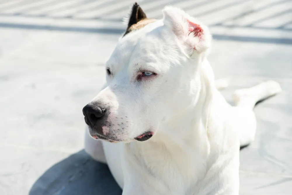 Types of Mastiffs: A Complete Guide to Majestic Breeds