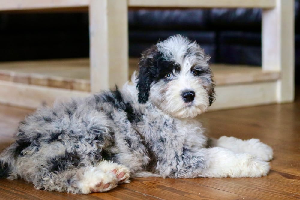 Aussiedoodle Puppies: Australian Shepherd and Poodle Mix!