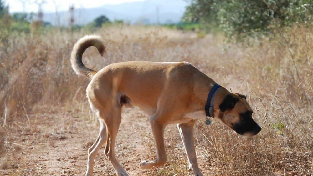 Black Mouth Cur Dogs | Hunting Instincts Explained