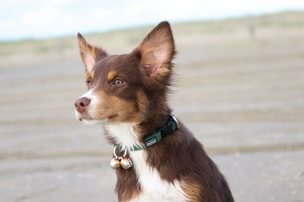 Dog Bells for Collars: A Guide to Choosing and Using Them