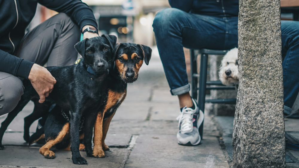 Male Dog Collars: Top Picks for Style and Durability