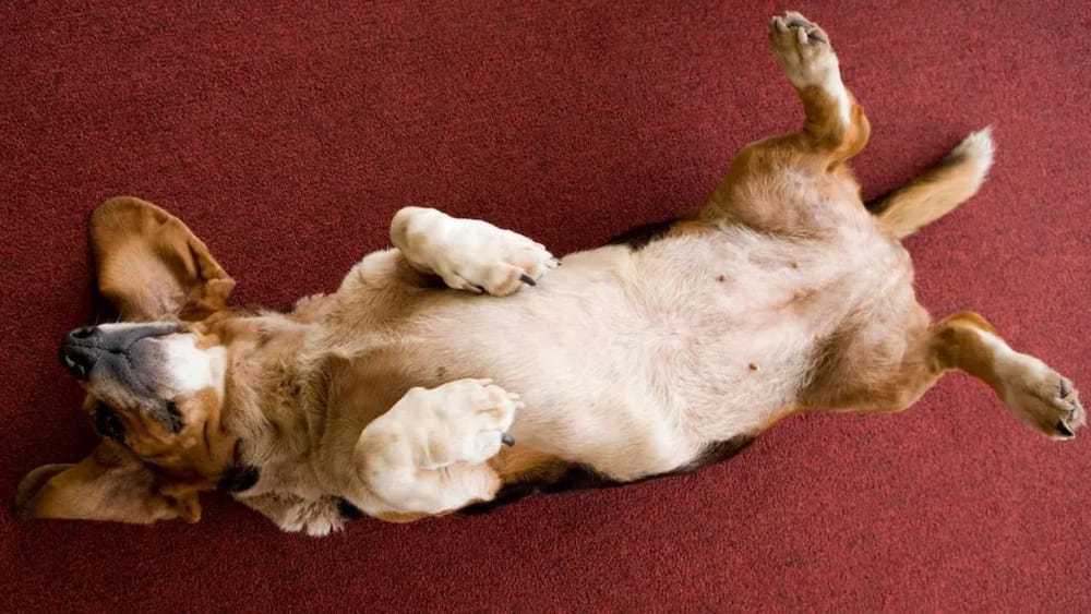 Guide to Healthy Puppy Belly: Care Tips, Common Concerns