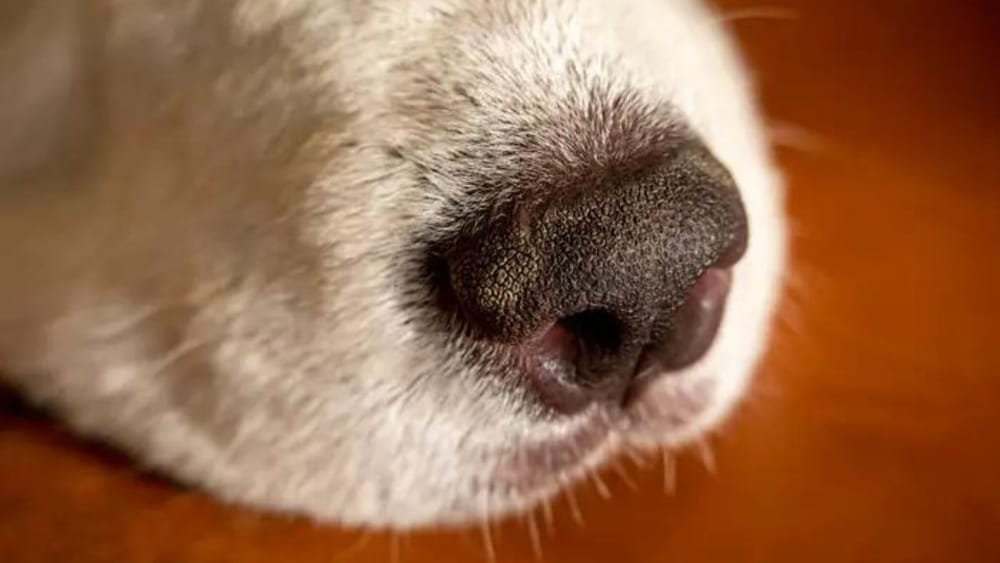 Old Dog Dry Nose: Causes, Treatment, and Care Tips