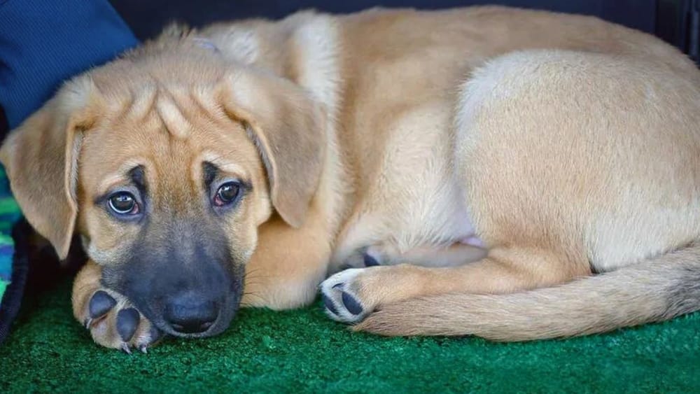 Black Mouth Curs | Not Hounds, but Versatile Working Dogs