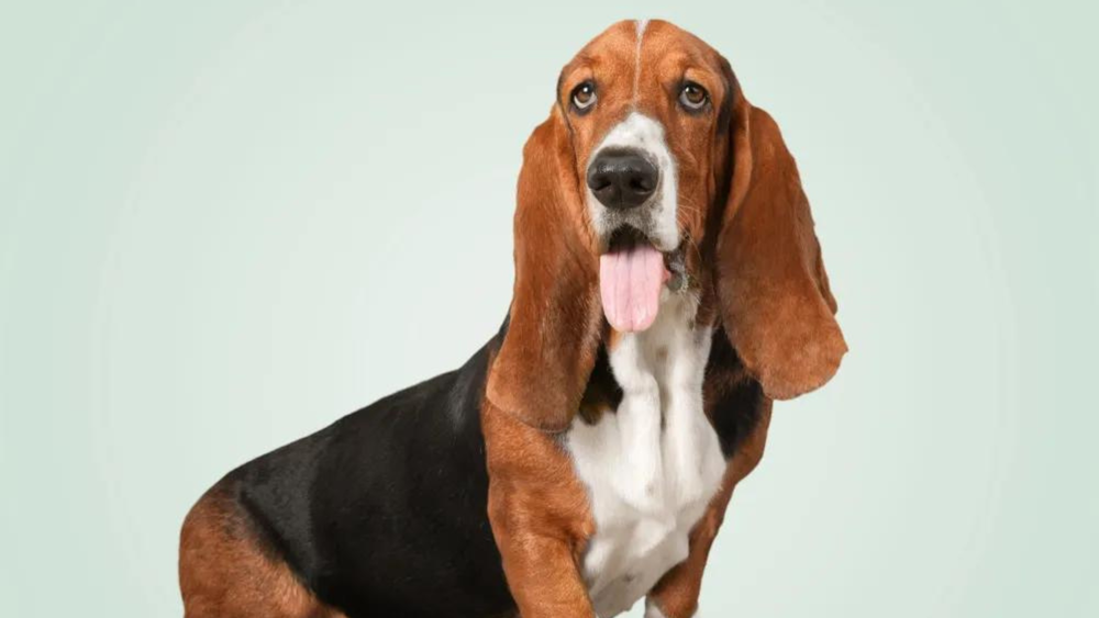 Mini Basset Hound: Everything You Need to Know