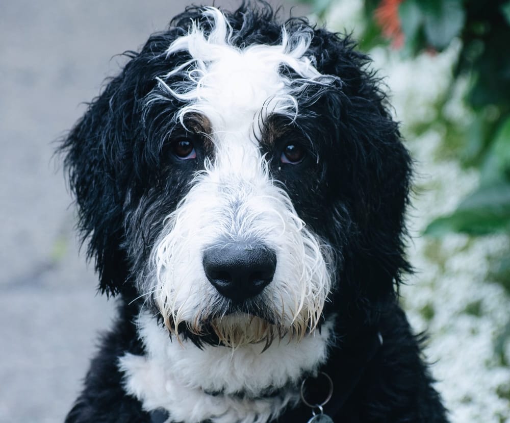 Complete Size and Care Guide for Full-Grown Bernedoodles