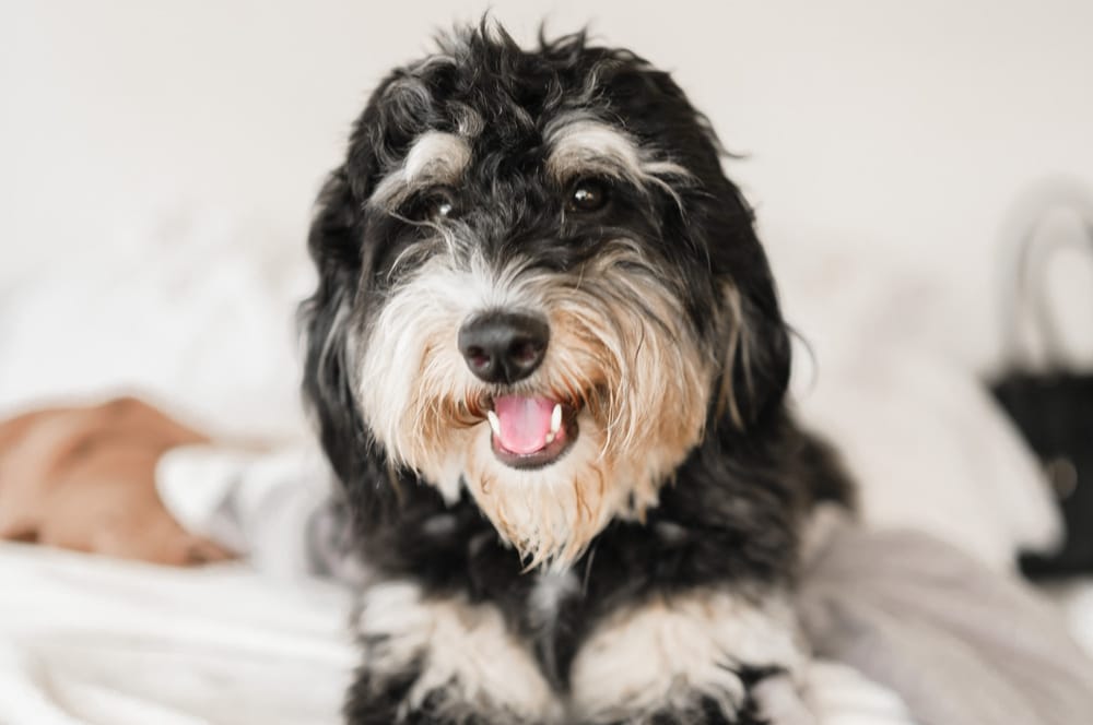 Complete Size and Care Guide for Full-Grown Bernedoodles