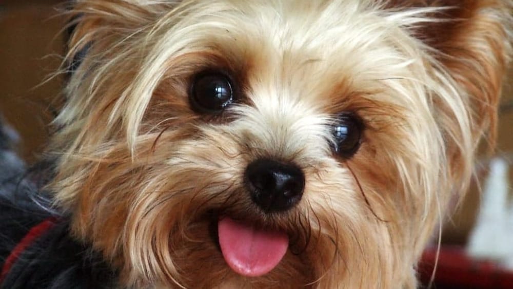 How Much Do Yorkies Cost - A Complete Guide For Pet