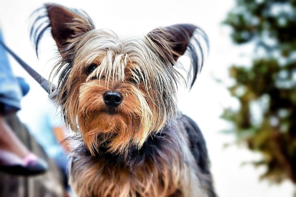 How Much Do Yorkies Cost - A Complete Guide For Pet